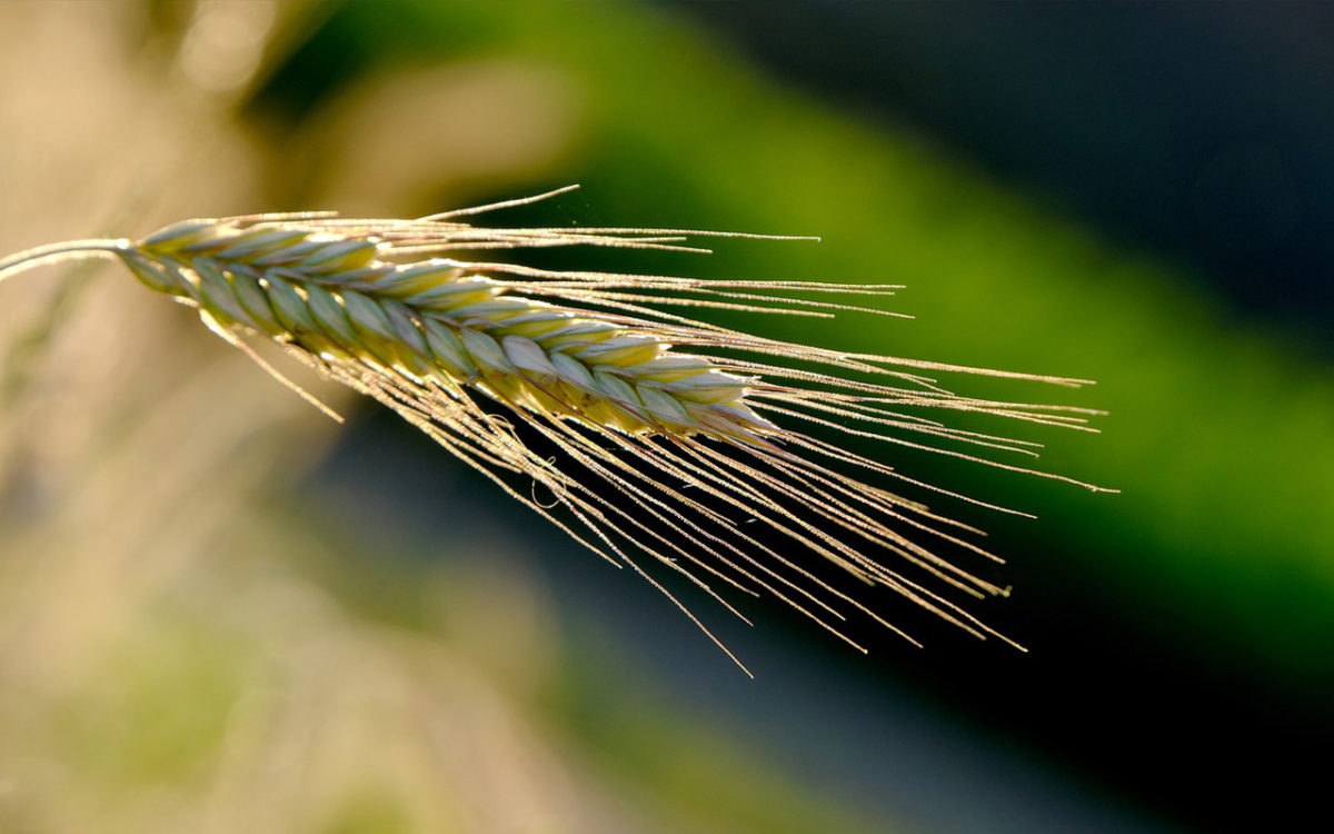 Cultivos de servicio - Microvidas