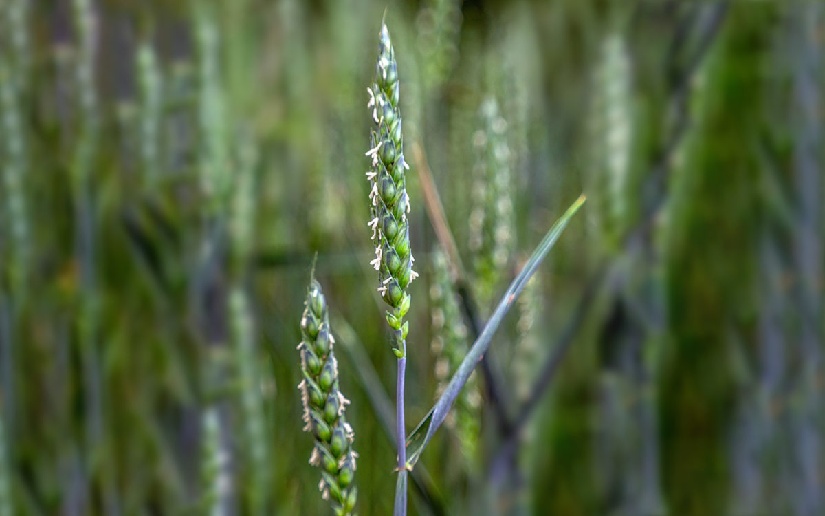 Cultivos de servicio - Microvidas