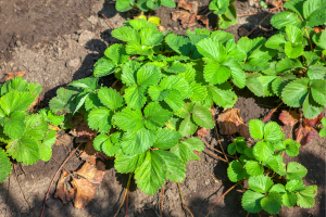 Cultivos Intensivos - Microvidas