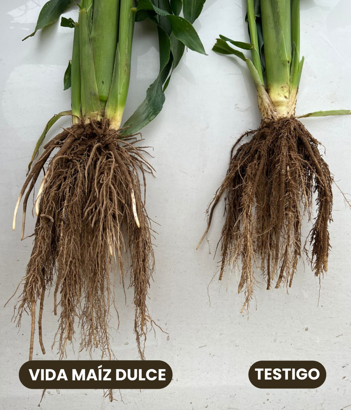 Vida Maíz - Microvidas