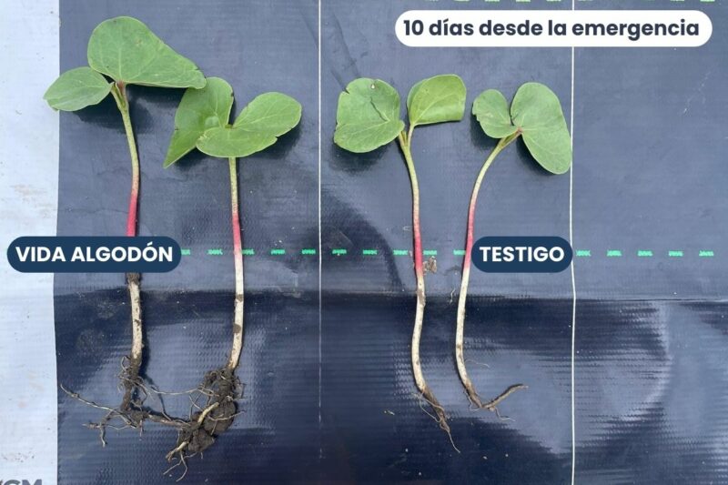 Vida Algodón - Microvidas