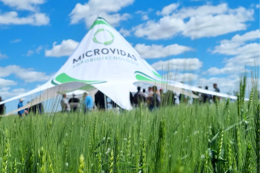 Catálogos - Microvidas