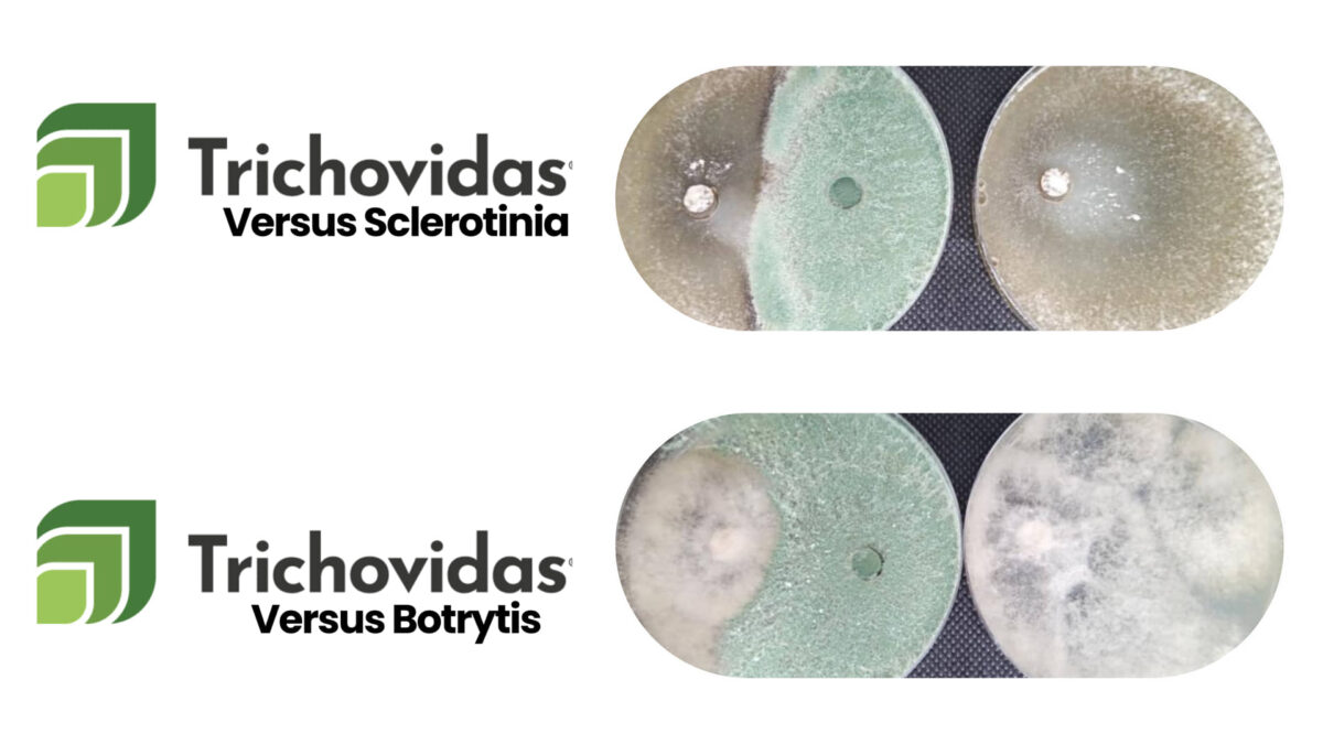 Trichovidas - Microvidas